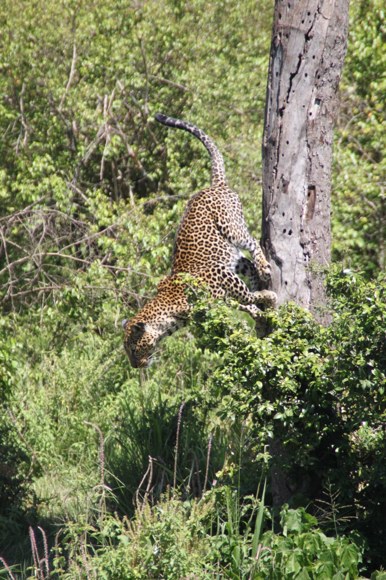 Africa 2017-18 Retrospective – Nathan's Insights